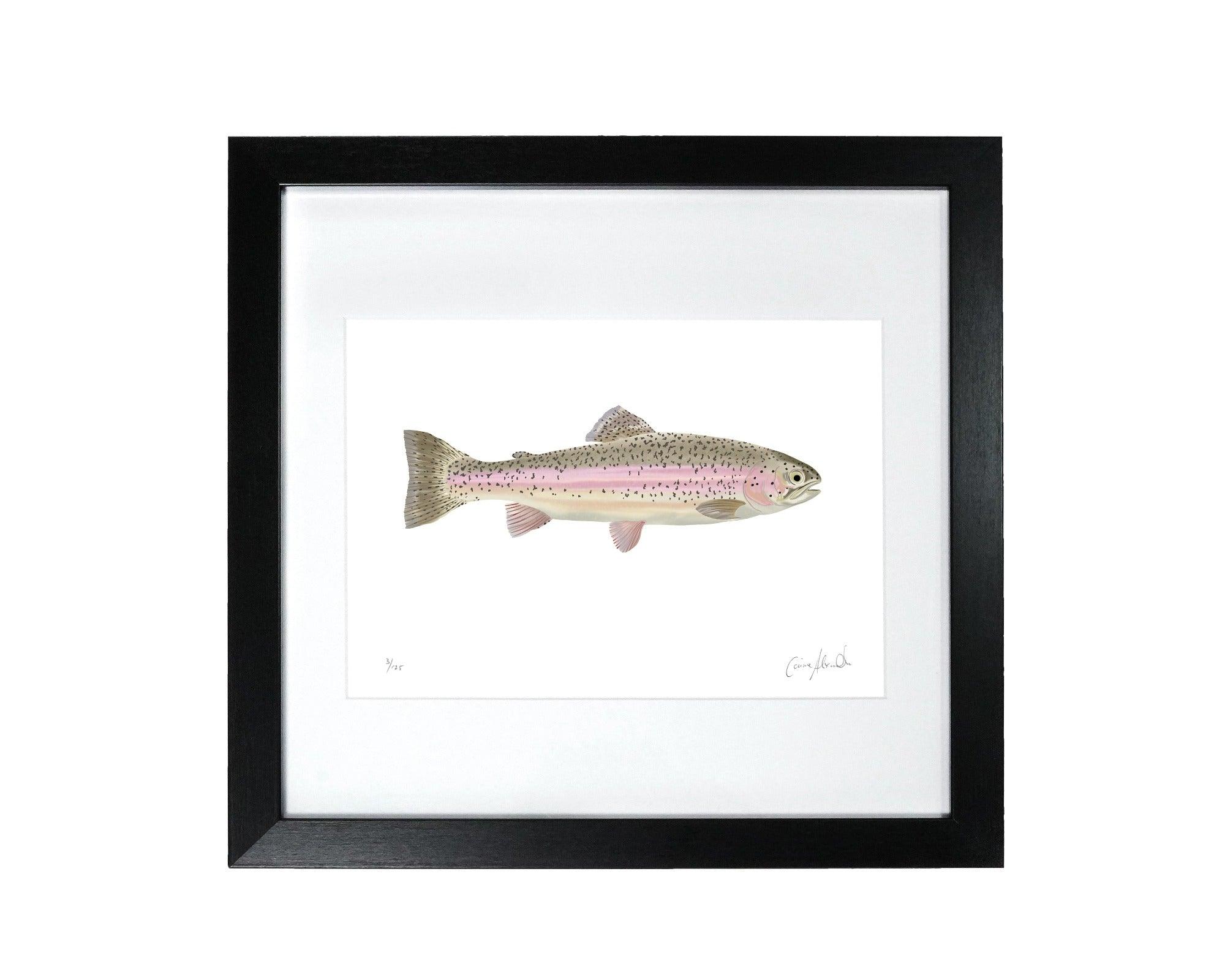 Rainbow Trout - Limited Edition Print – Corinne Alexander